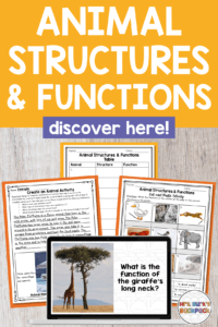 Exploring Animal Structures & Functions: A 3rd Grade Lesson Plan